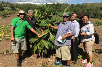 Strengthening Tongan breadfruit exports - Pacific Farmer Organisations
