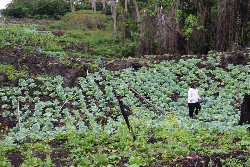 Tutu Rural Training Centre - Pacific Farmer Organisations