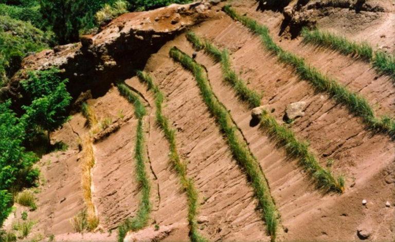 Introduction to Vetiver - Pacific Farmer Organisations