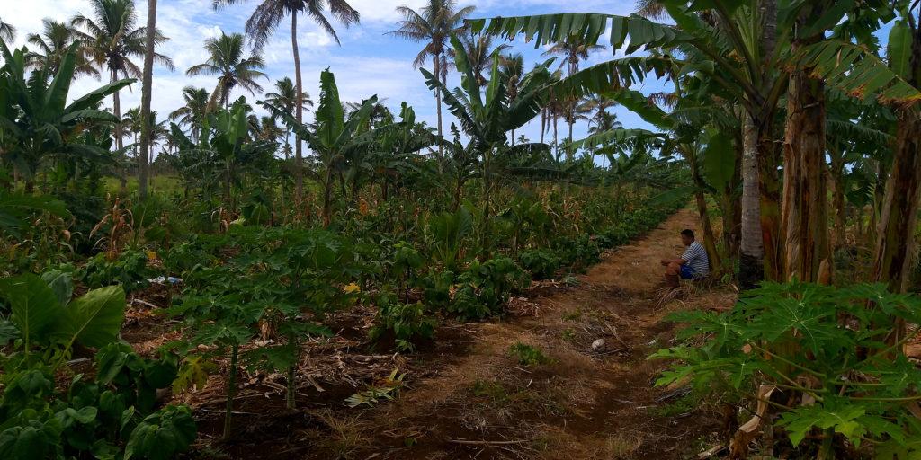 Enhancing Agriculture And Food Security - Pacific Farmer Organisations