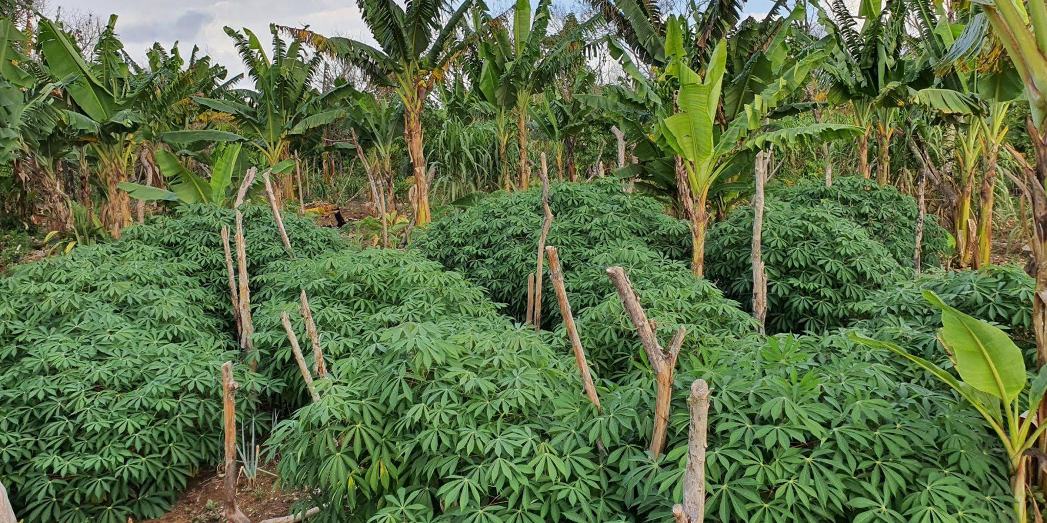 Pacific Farmers Have Their Say: Boost Food Sovereignty - Pacific Farmer ...