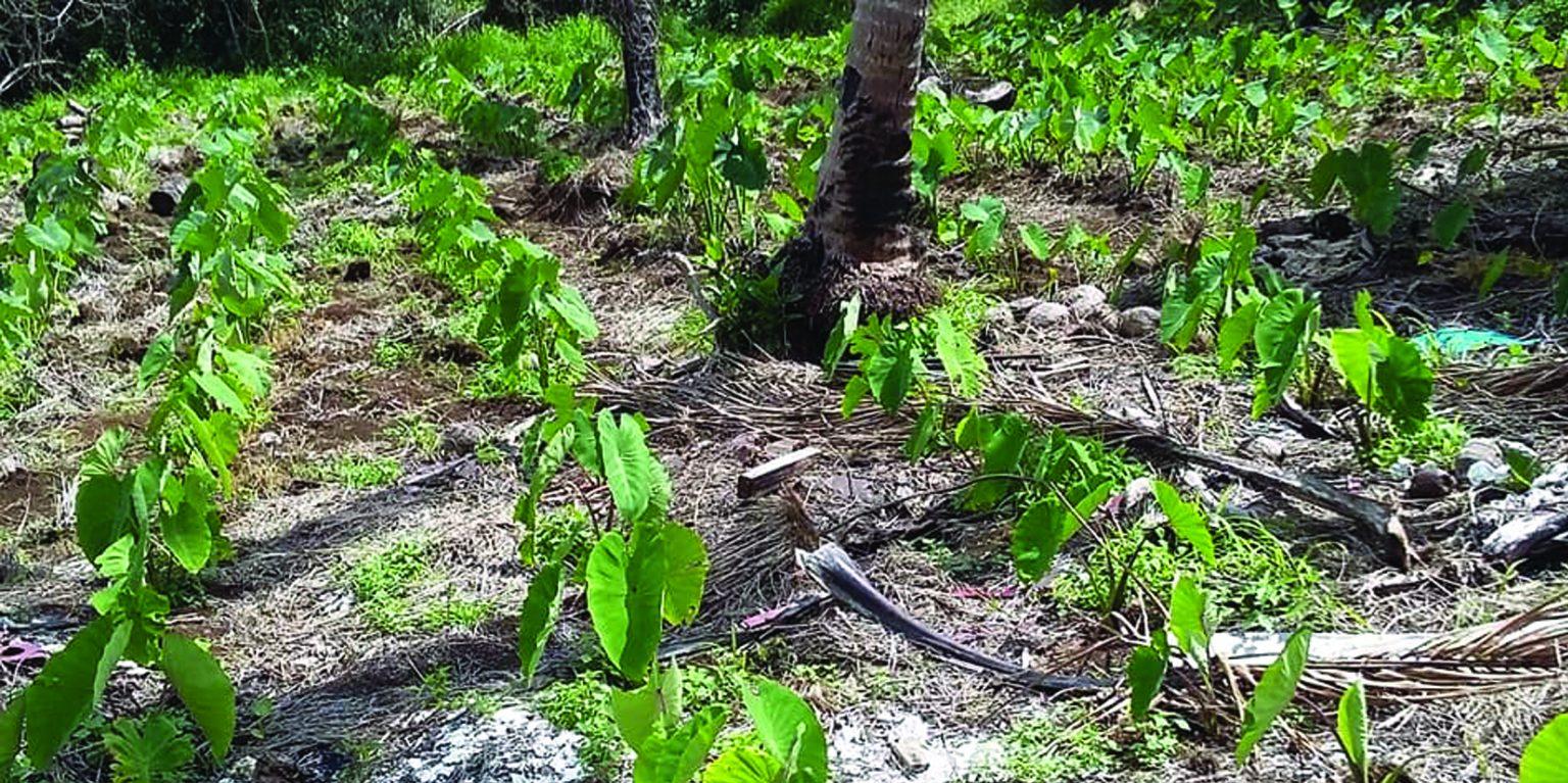 Filipe Filihia Leads Tonga's Smart Farm Acre Initiative