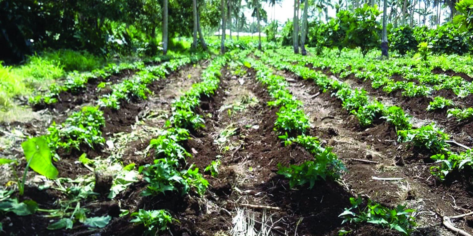 Filipe Filihia Leads Tonga's Smart Farm Acre Initiative