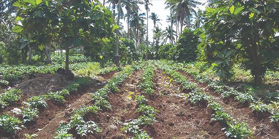 Filipe Filihia Leads Tonga's Smart Farm Acre Initiative