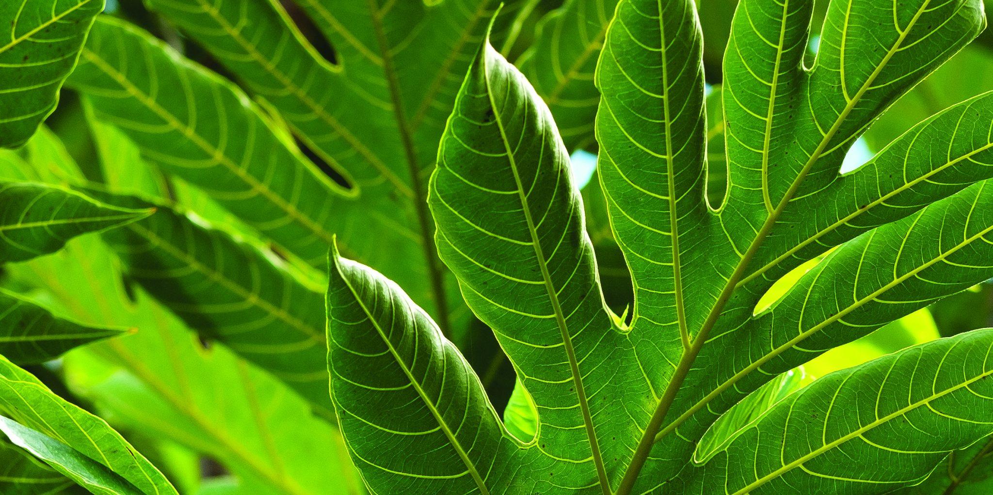 Te Tango Enua Begins Breadfruit Awareness Workshops