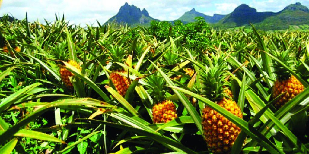 Pineapple Site Selection
