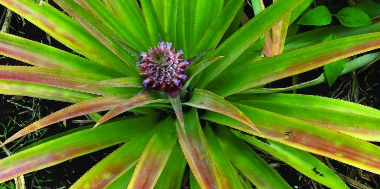 Pineapple Site Selection
