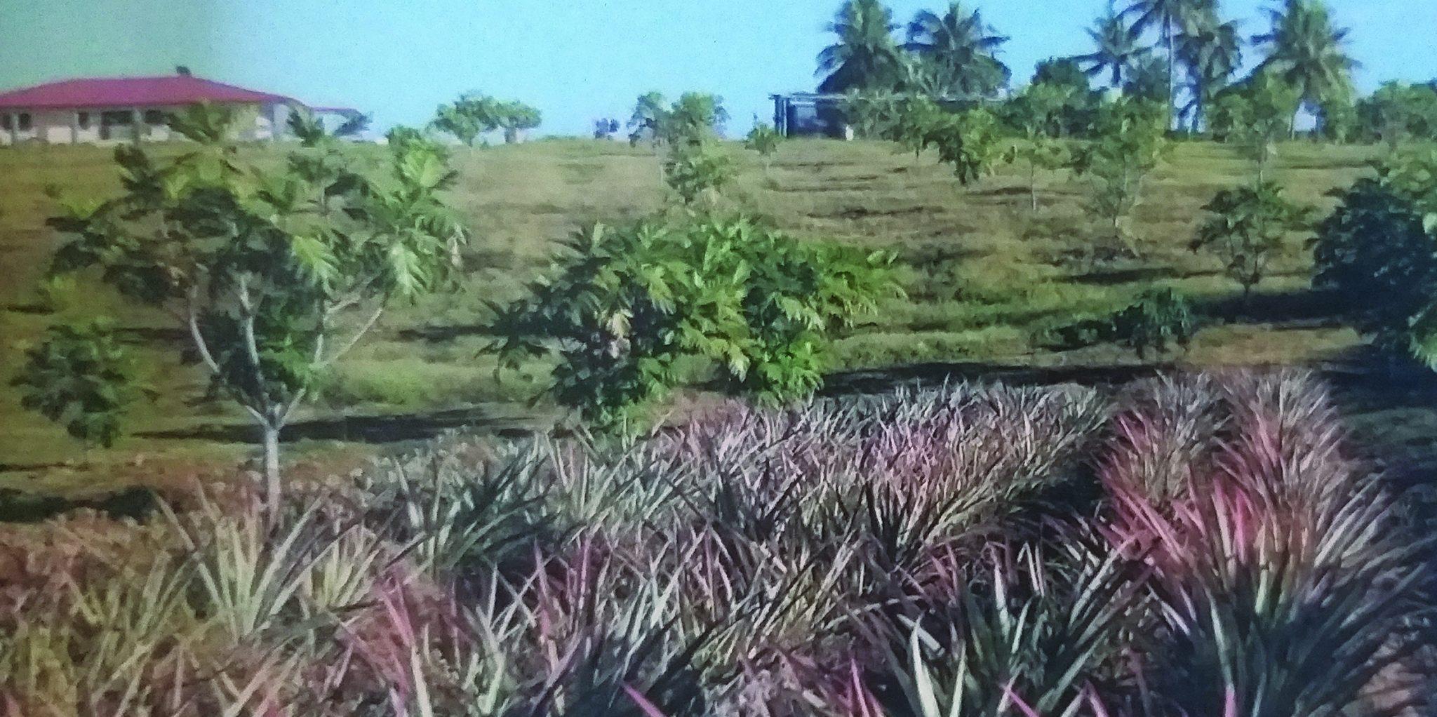 Pineapple Field Cropping Layout
