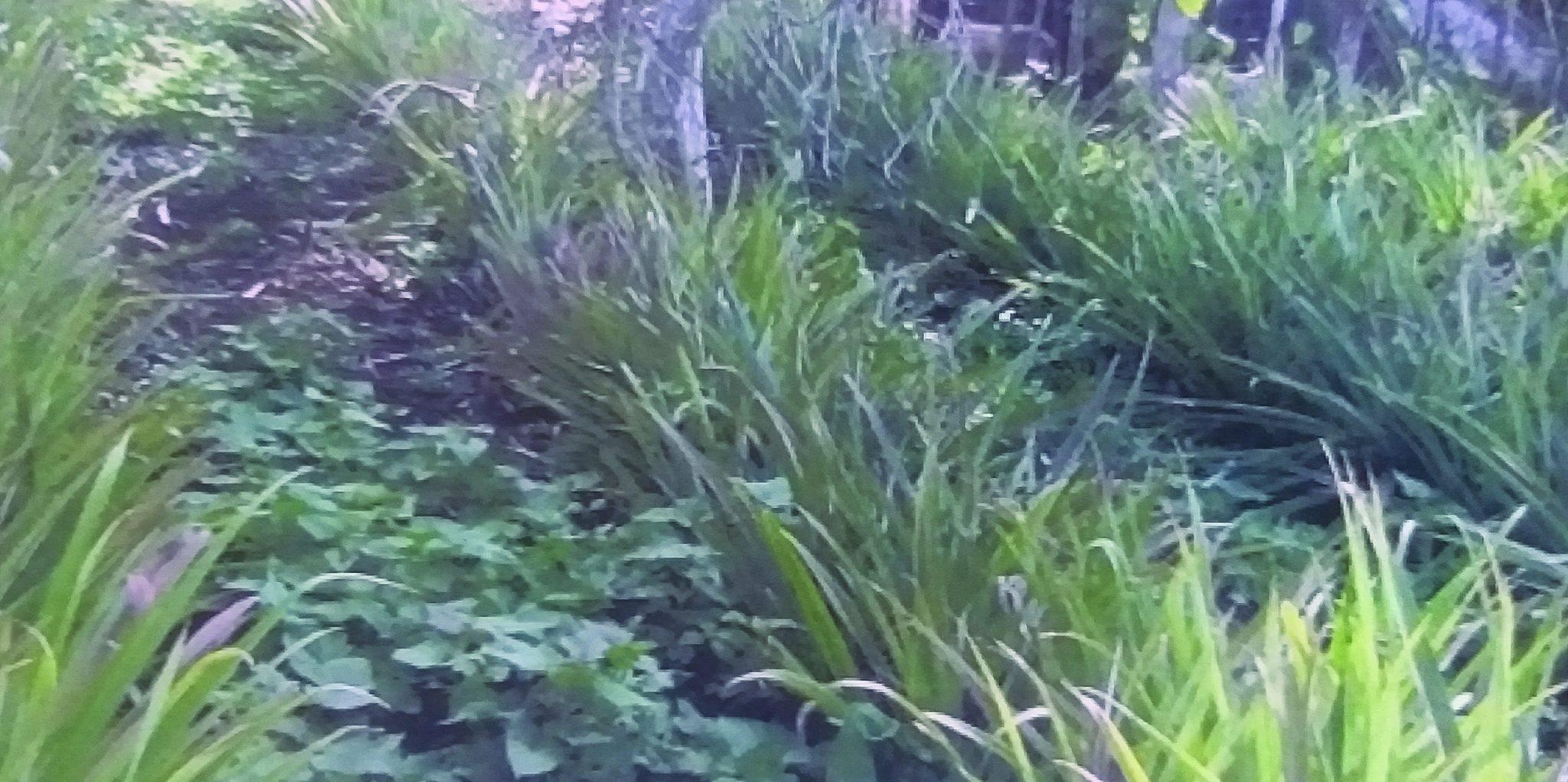 Pineapple Field Cropping Layout