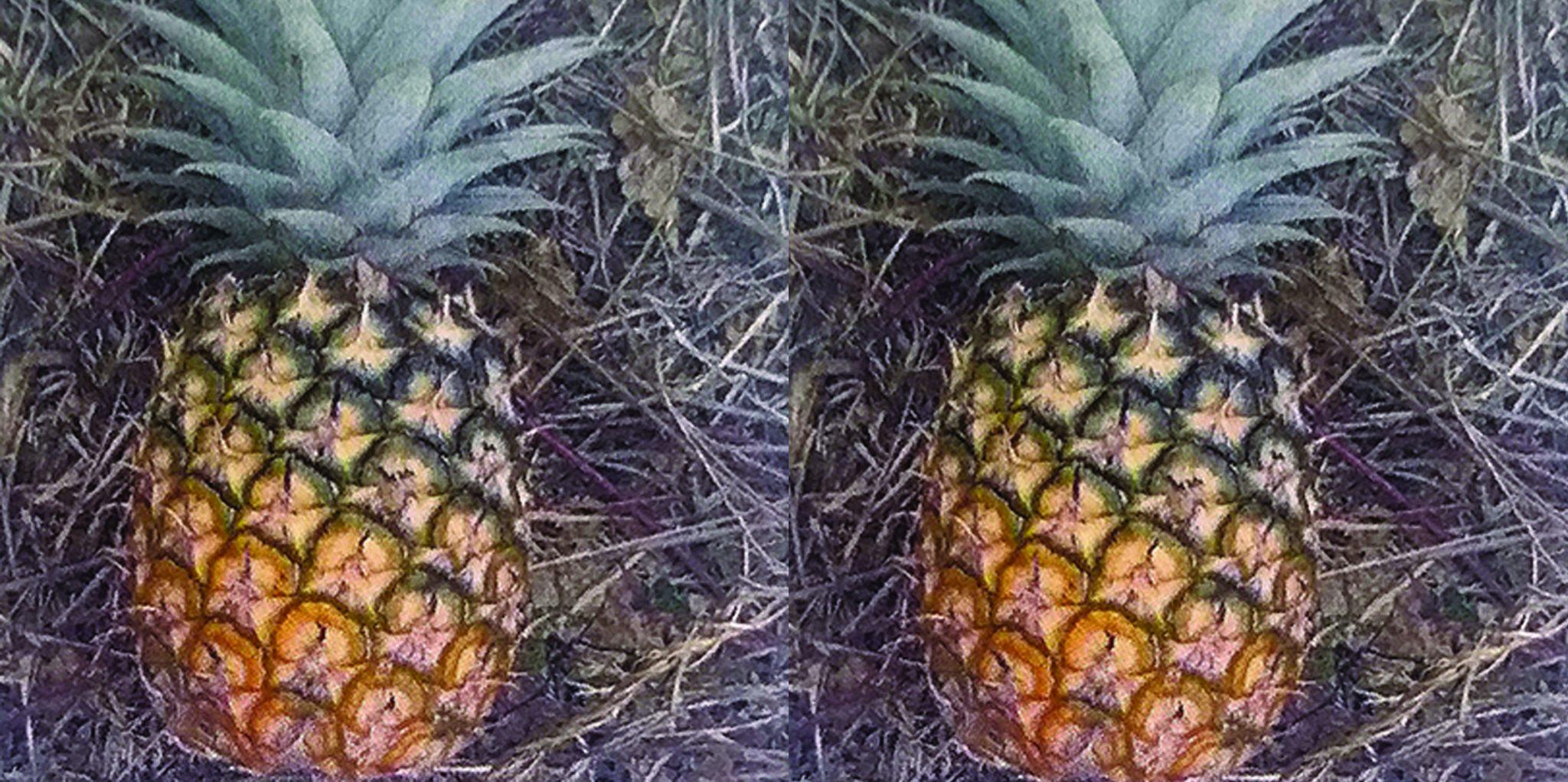 Pineapple Planting Material