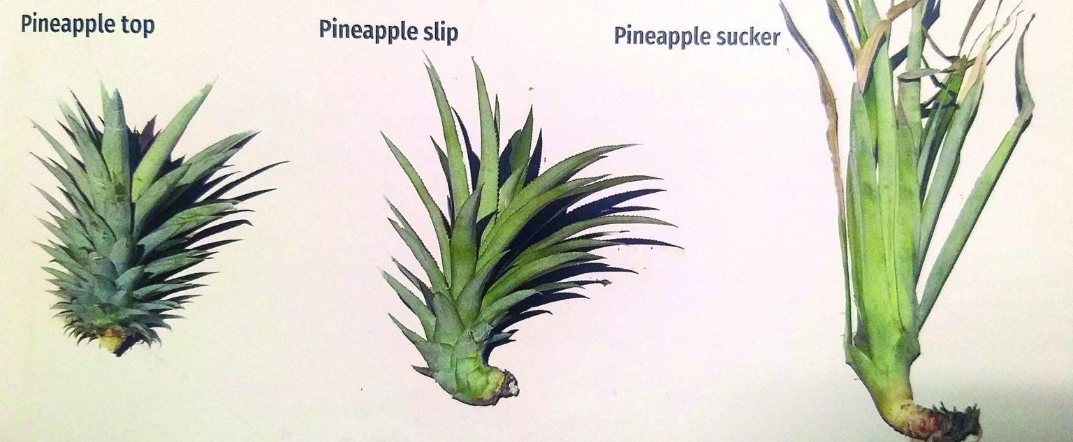 Pineapple Planting Material