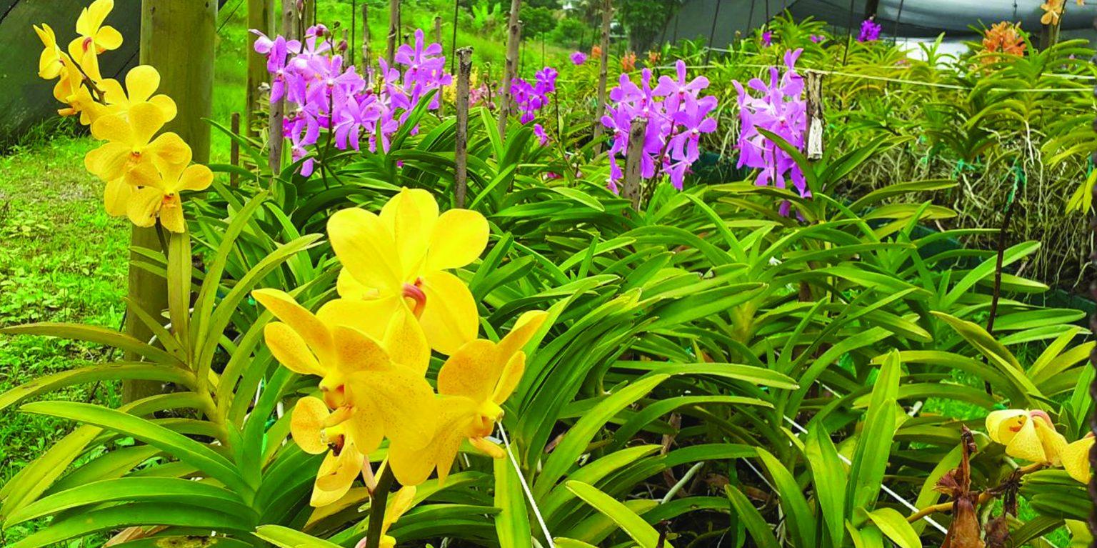 Growing Vanda Orchids