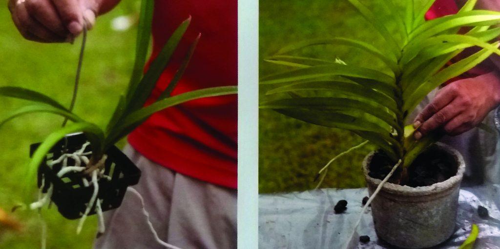 Growing Vanda Orchids