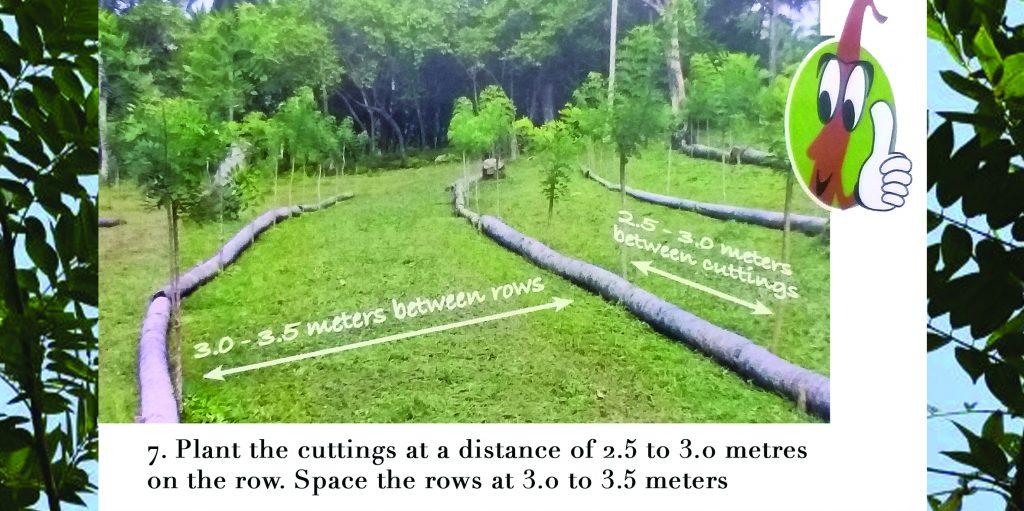 Vanilla Technical Session | Planting The Support Tree
