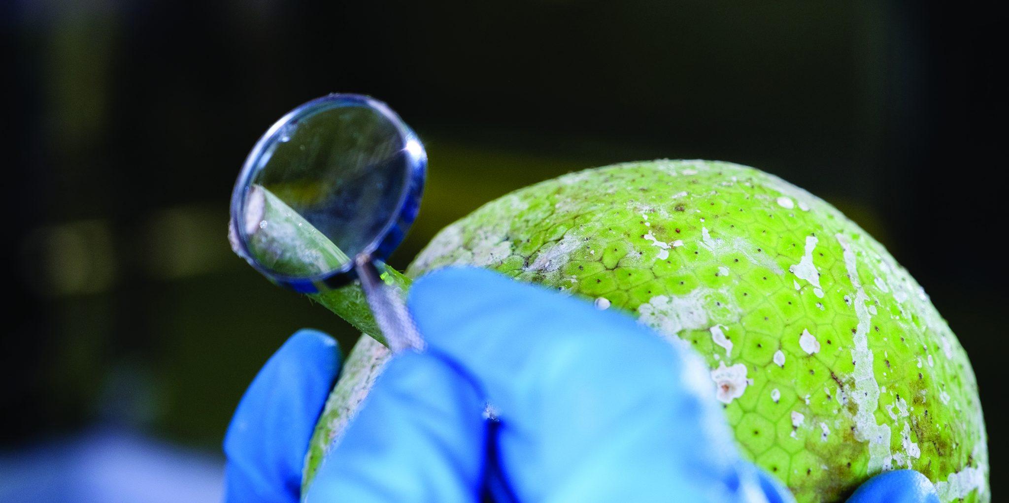 Vanuatu Agriculture Research and Technical Centre Begins Breadfruit ...