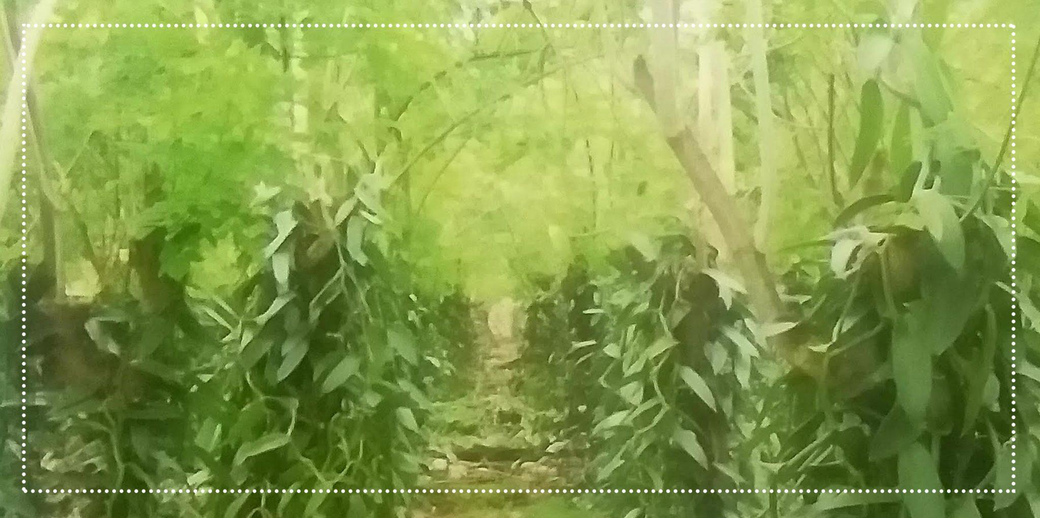 Vanilla Technical Session | Flower Induction - Shade Reduction