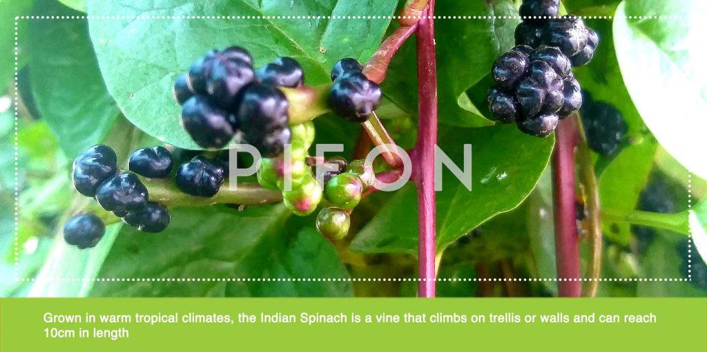 Just about everything you need to know about Indian spinach