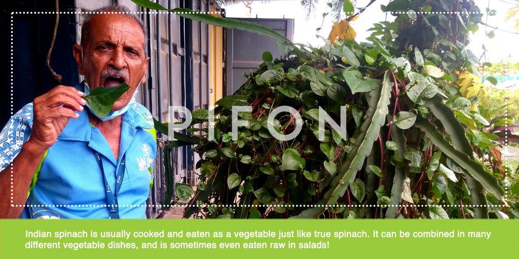 Just about everything you need to know about Indian spinach