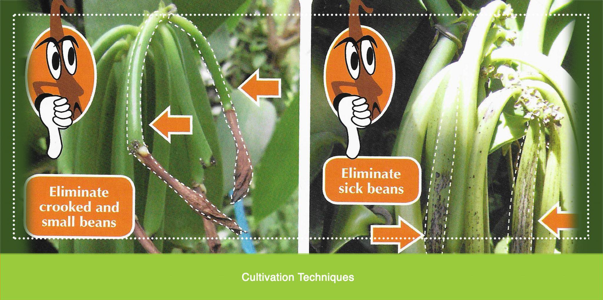 Vanilla Technical Session | Post-pollination : young bean selection