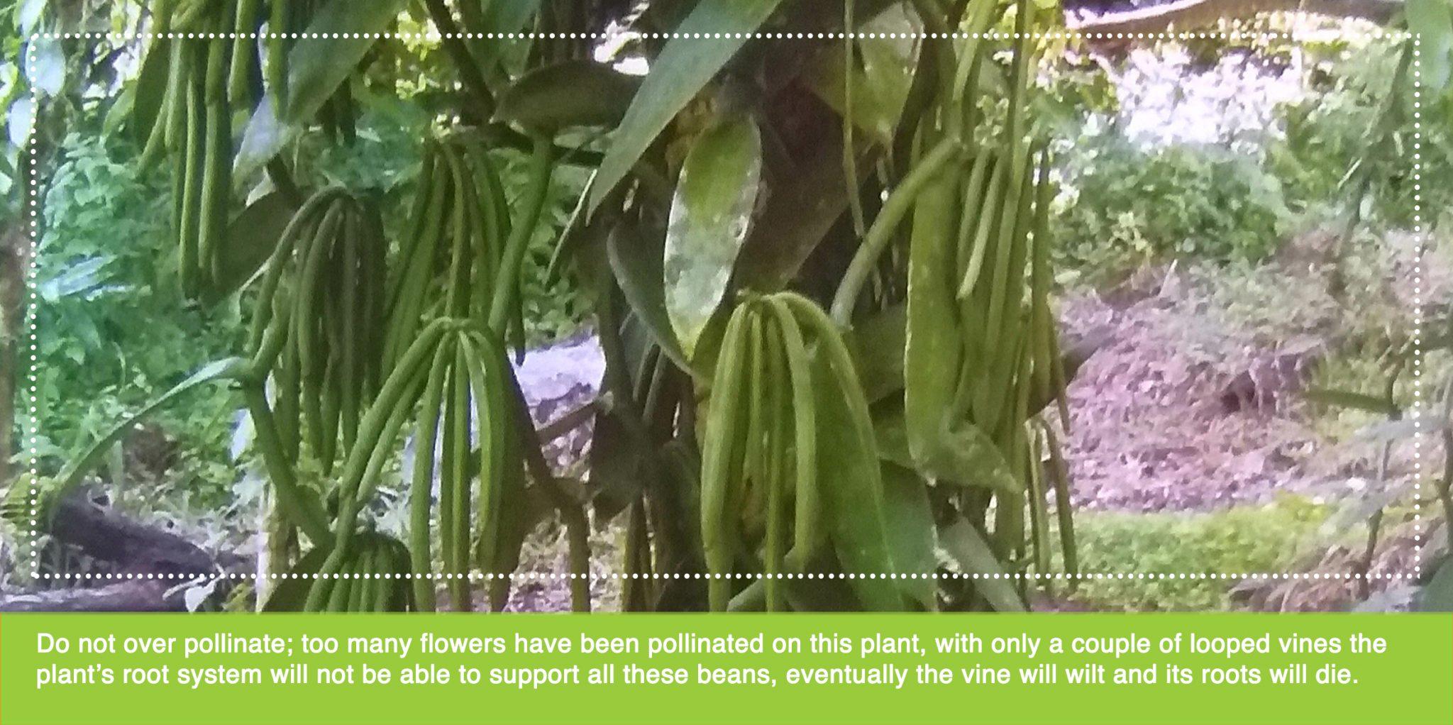 Vanilla Technical Session | Pollination