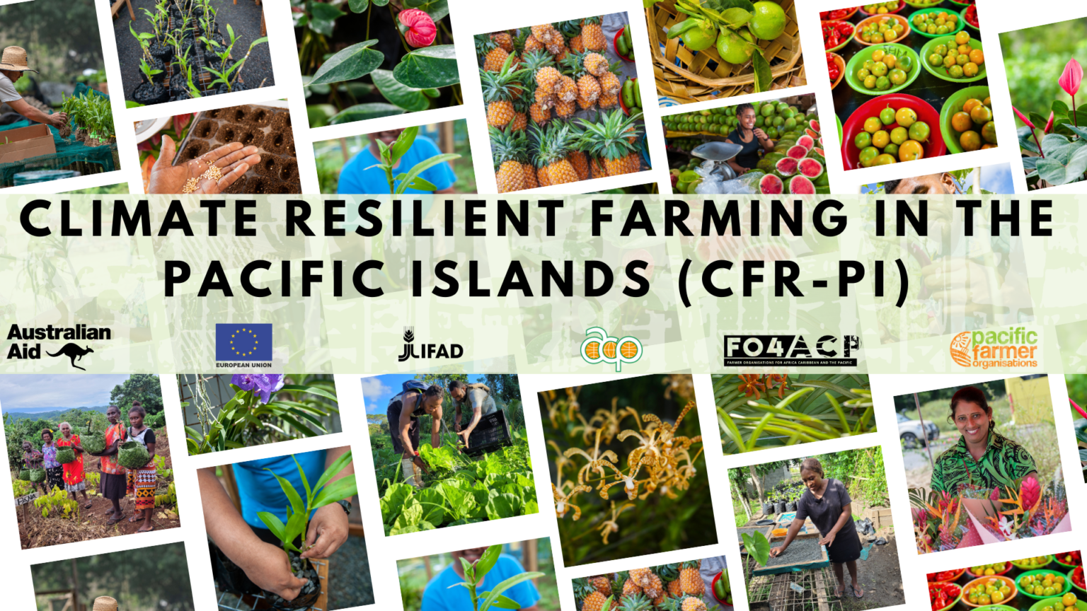 Home - Pacific Farmer Organisations